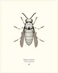 Art of Richard Wilkinson: Arthropoda iconicus – Mintinbox