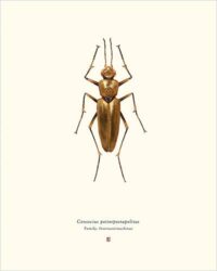 Art of Richard Wilkinson: Arthropoda iconicus – Mintinbox